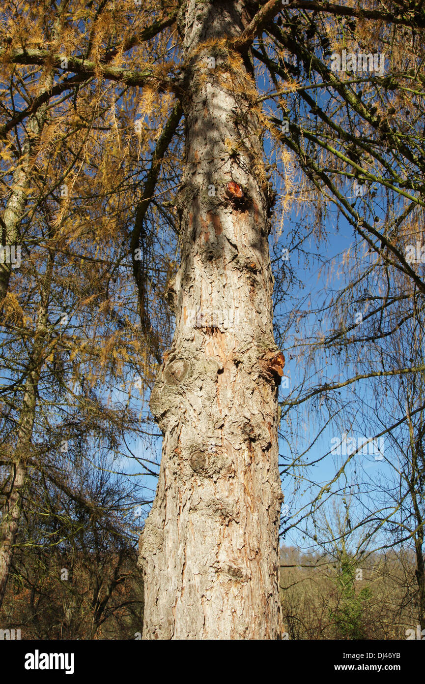 Larche hi-res stock photography and images - Alamy