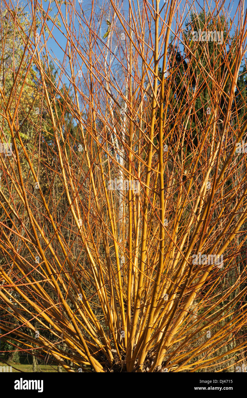 Salix viminalis, Korbweide, osier Stock Photo - Alamy