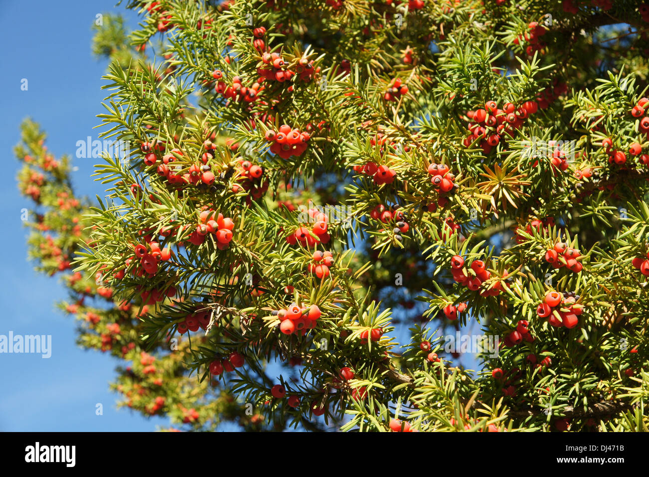 Taxus baccata, Eibe, yew Stock Photo - Alamy