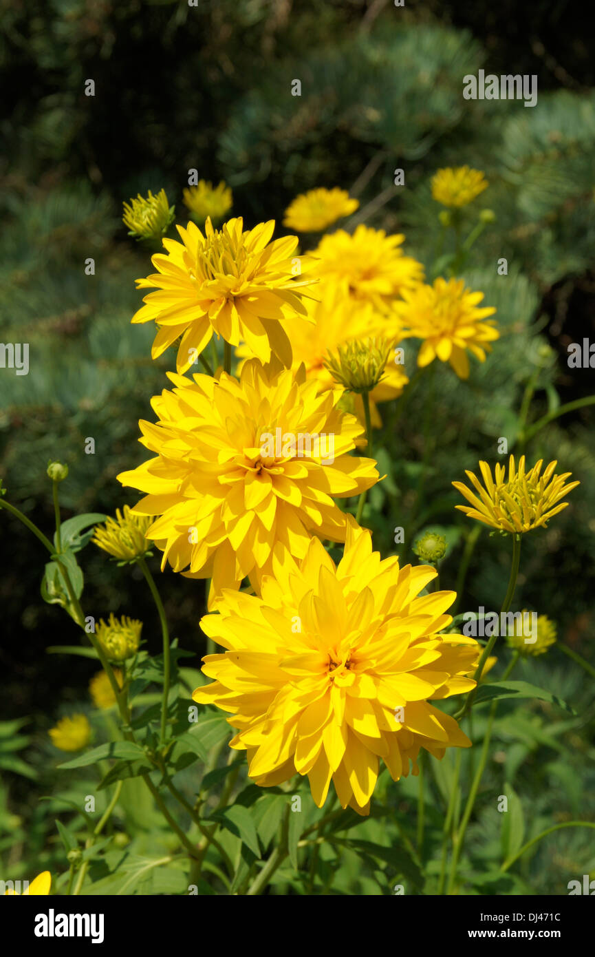 Oxeye High Resolution Stock Photography and Images - Alamy
