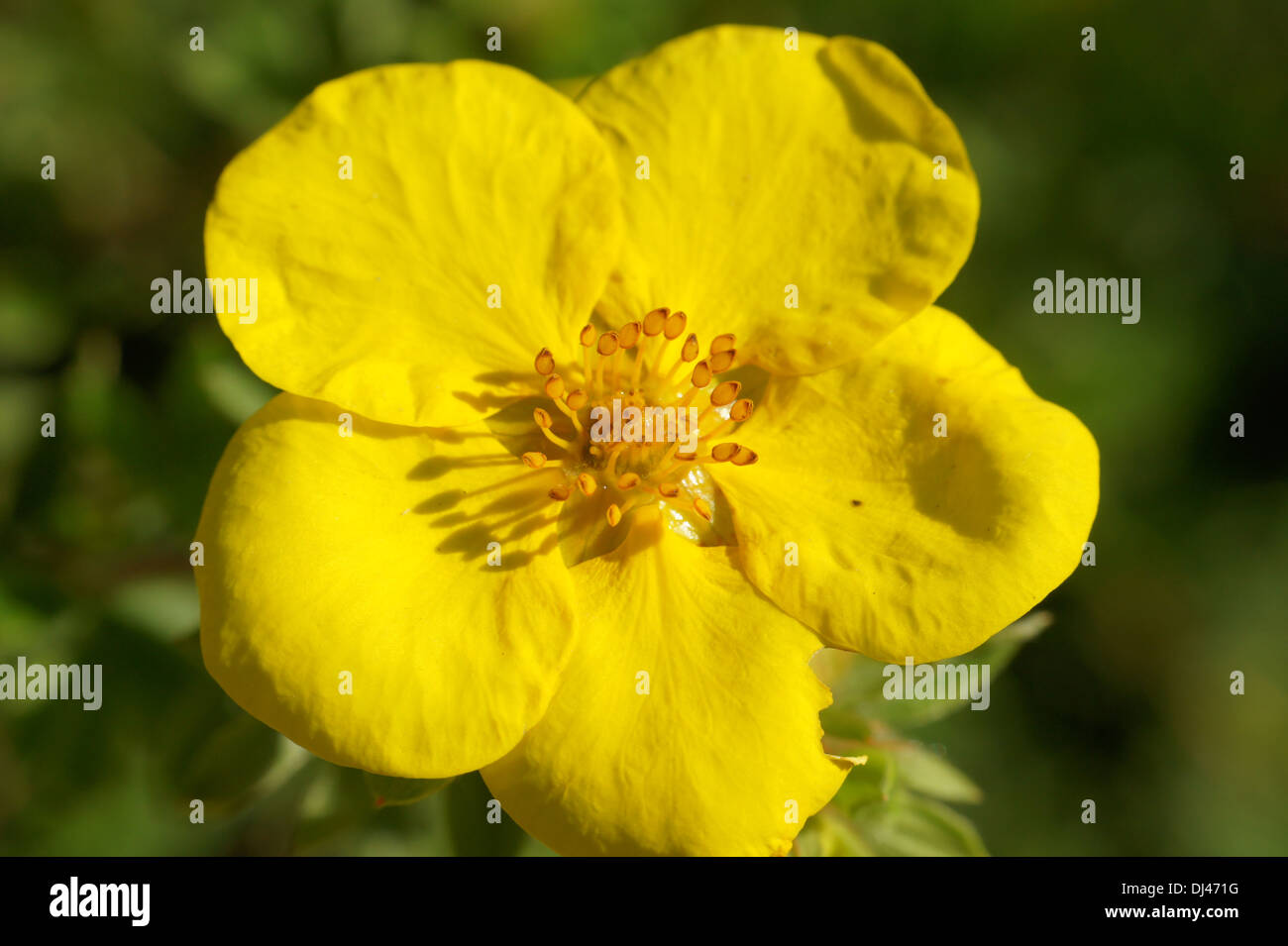 Cinquefoil shrubs hi-res stock photography and images - Alamy