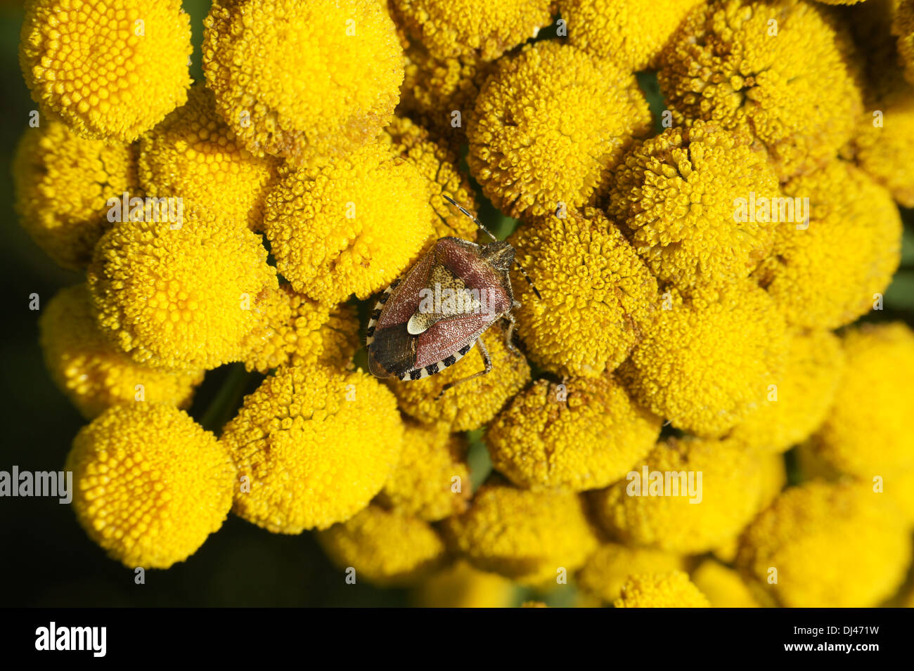 Cow bug hi-res stock photography and images - Alamy