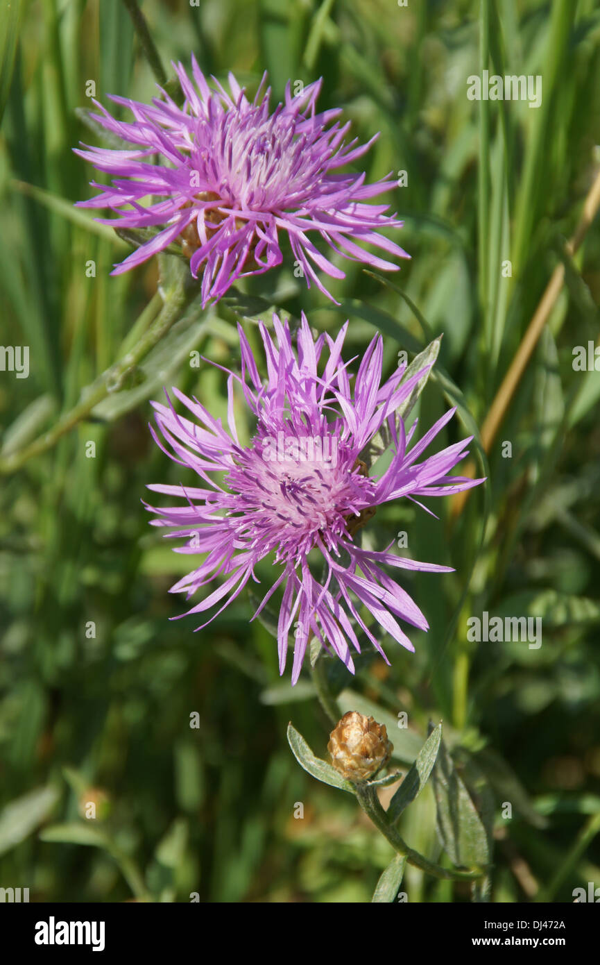 Brownray knapweeds hi-res stock photography and images - Alamy