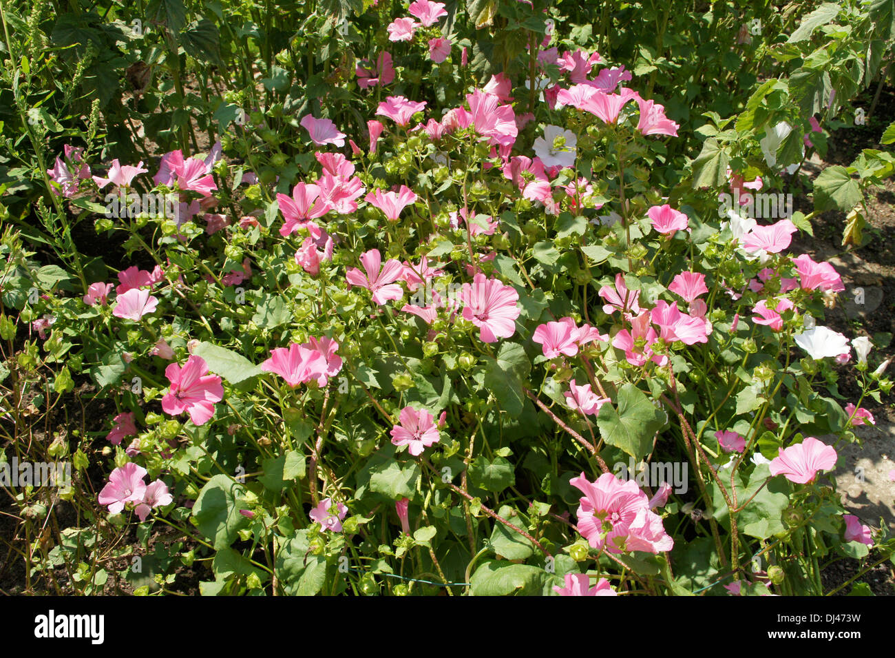 Regal rose hi-res stock photography and images - Alamy