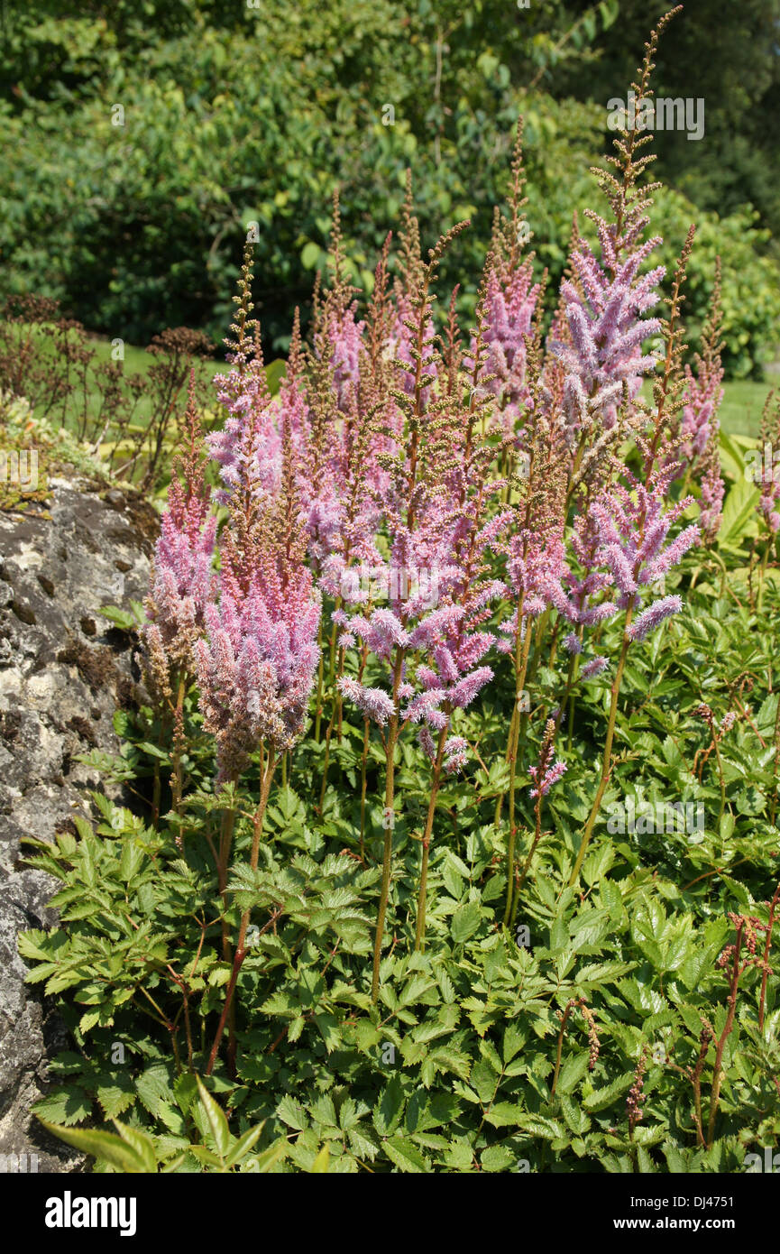 Chinese astilbe hi-res stock photography and images - Alamy