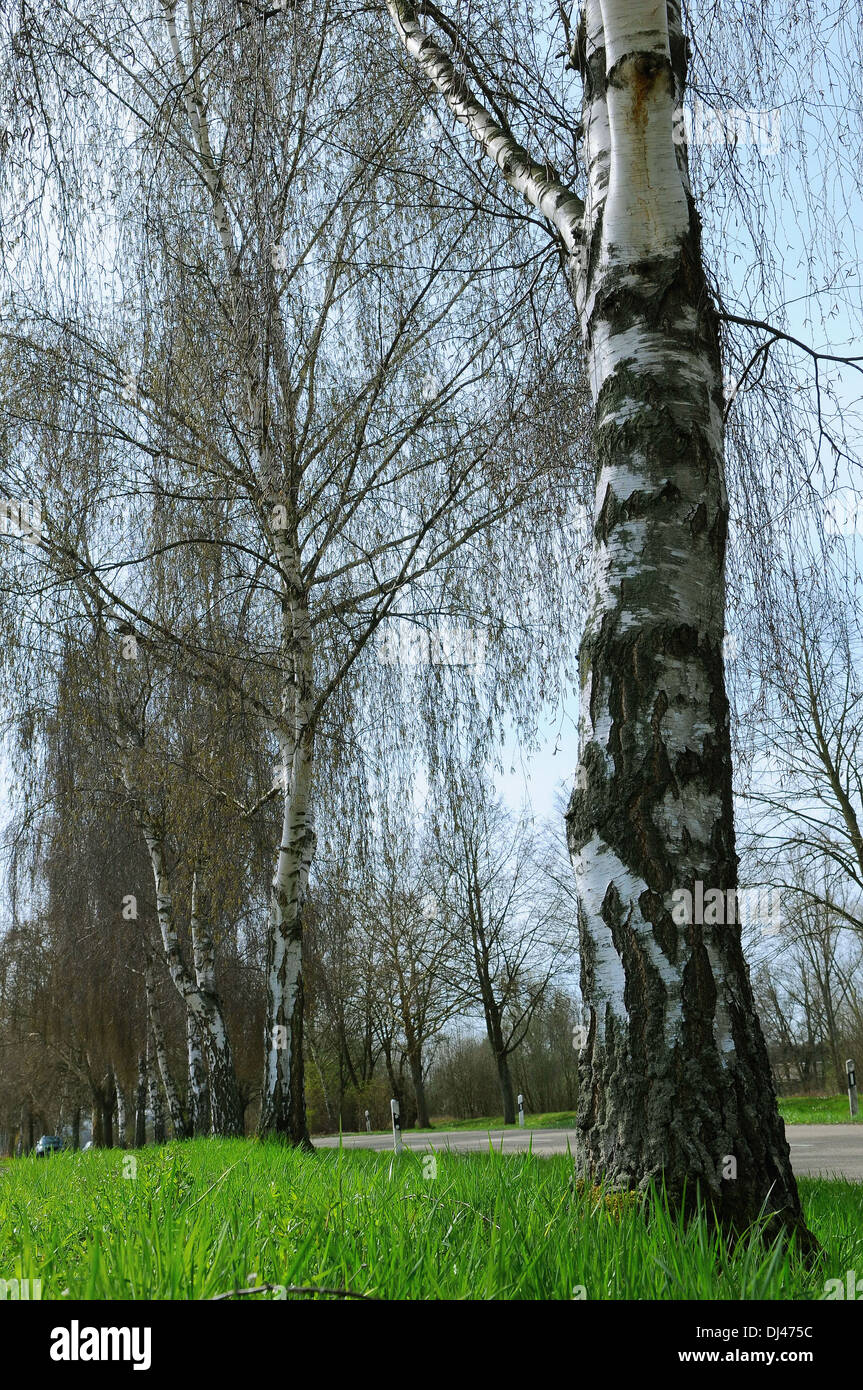 Birch trees at the roadside Stock Photo - Alamy