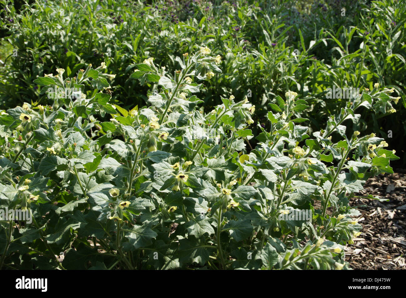 White Henbane Stock Photos & White Henbane Stock Images - Alamy