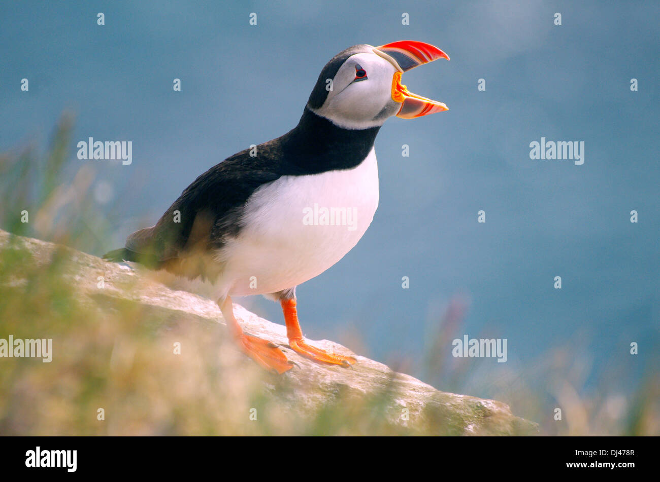 Puffin pose hi-res stock photography and images - Alamy