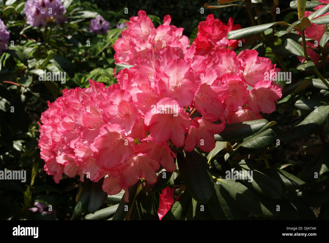 Rhododen hi-res stock photography and images - Alamy