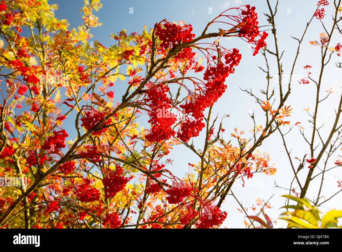 Berries on a Rowan tree in Holehird Gardens, Windermere, Lake District ...