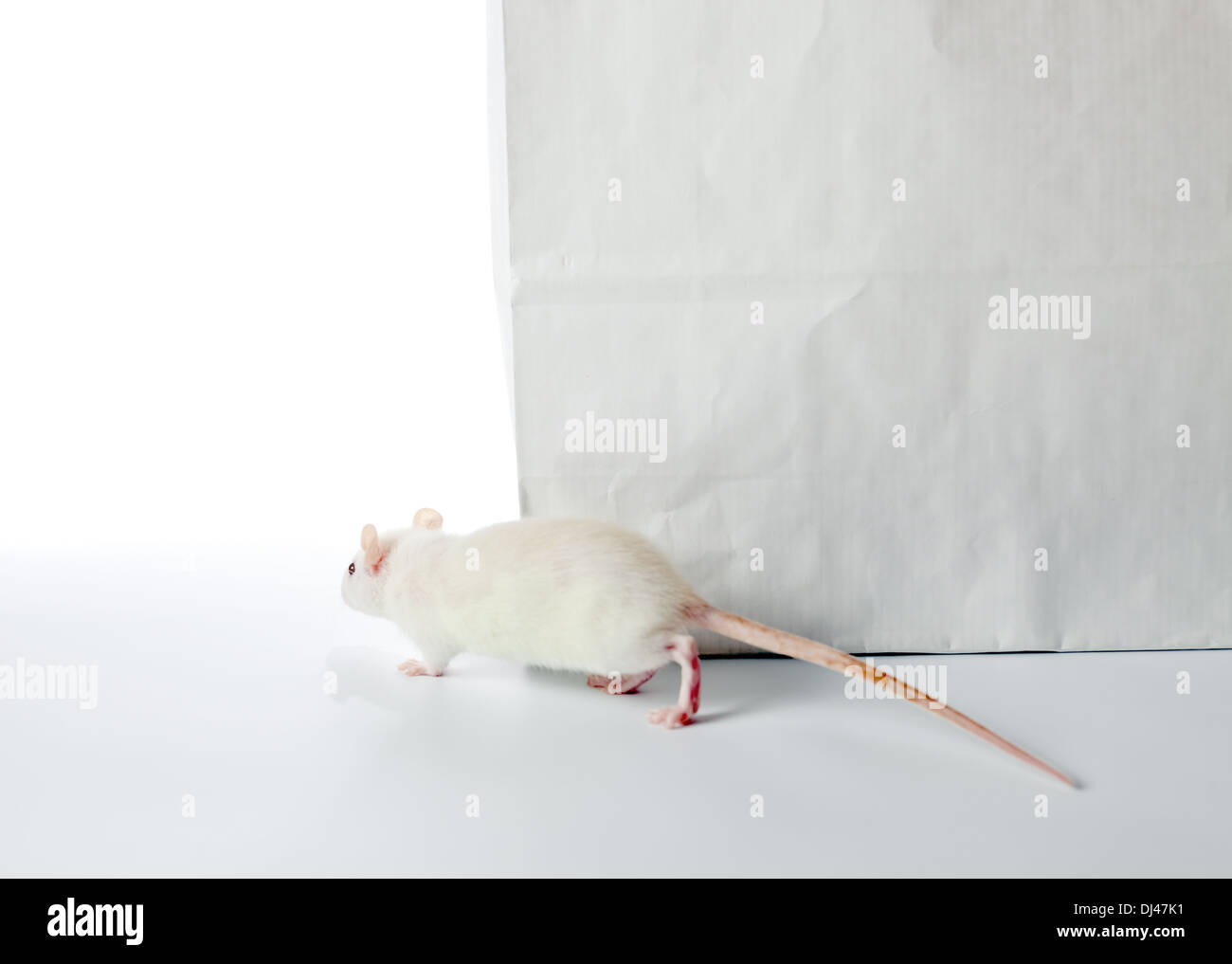 cute white rat and white paper bag , white background Stock Photo - Alamy