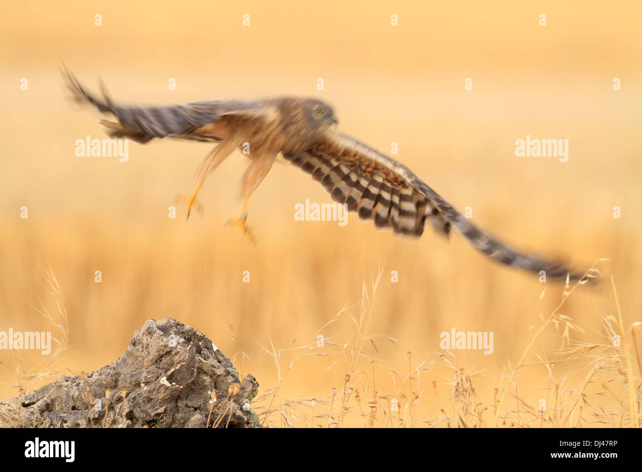 Montagu's Harrier (Circus pygargus) female taking off. Lleida province ...