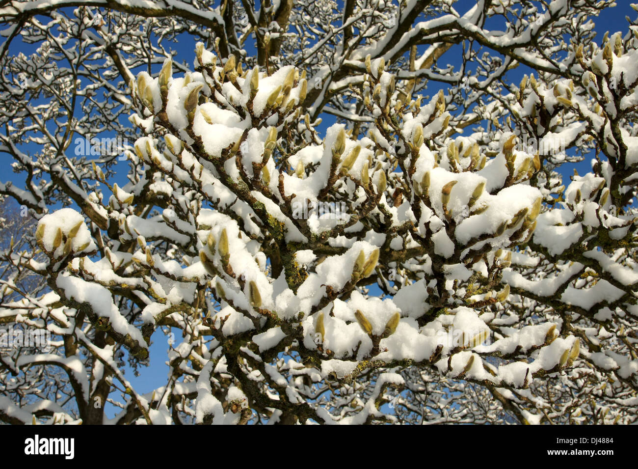 Magnoli hi-res stock photography and images - Alamy