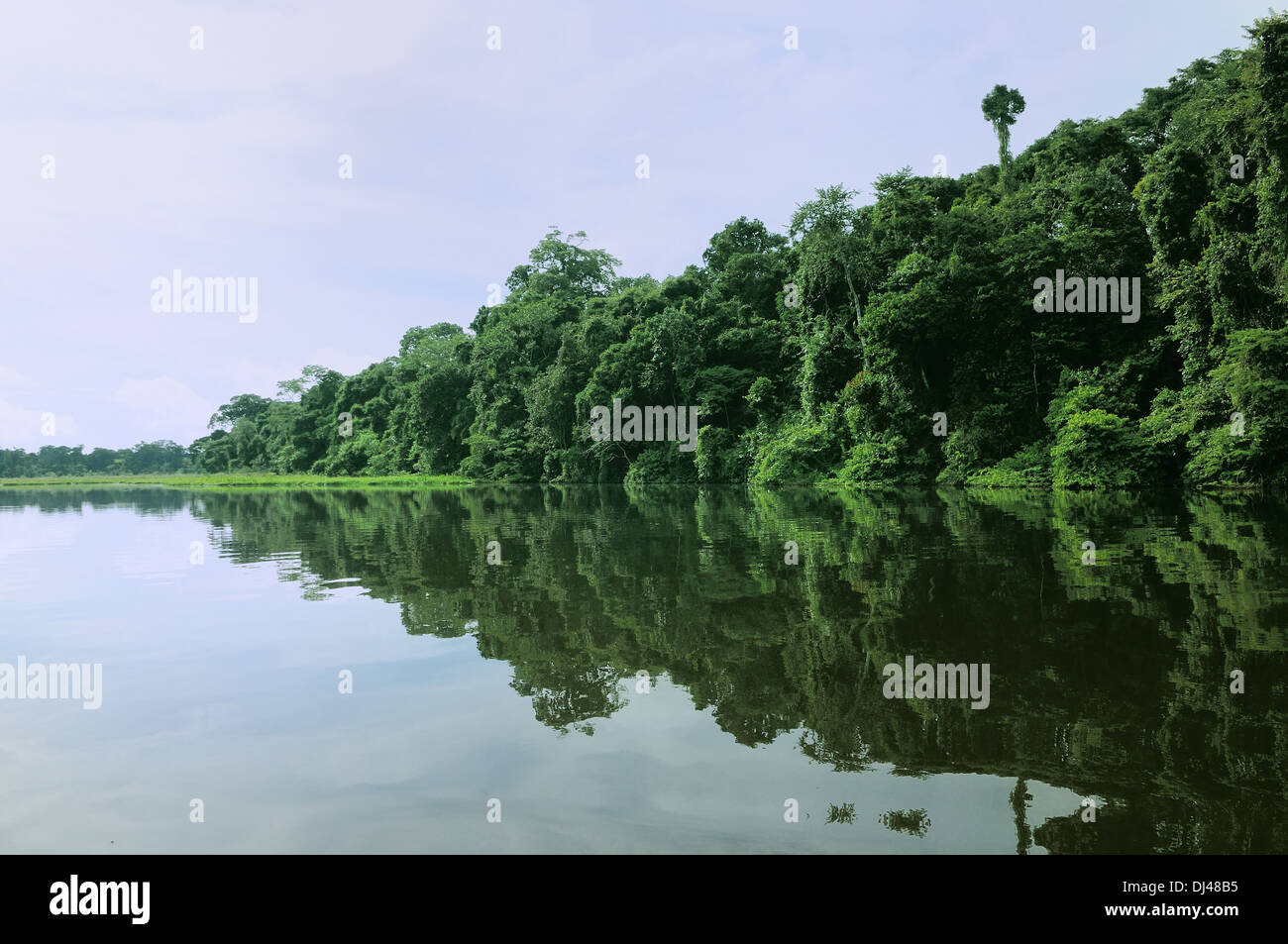 Rainforest of the americas hi-res stock photography and images - Alamy