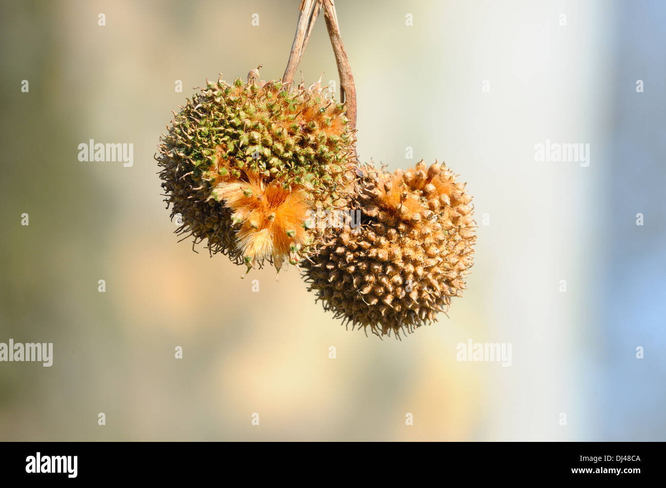 Plane tree fruit hi-res stock photography and images - Alamy