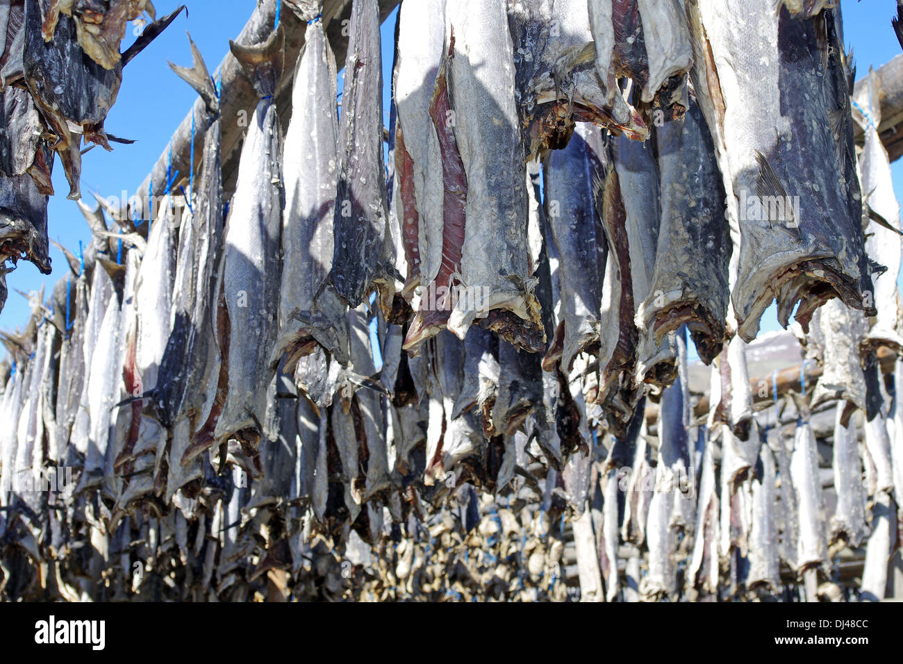 Drying fish hi-res stock photography and images - Alamy