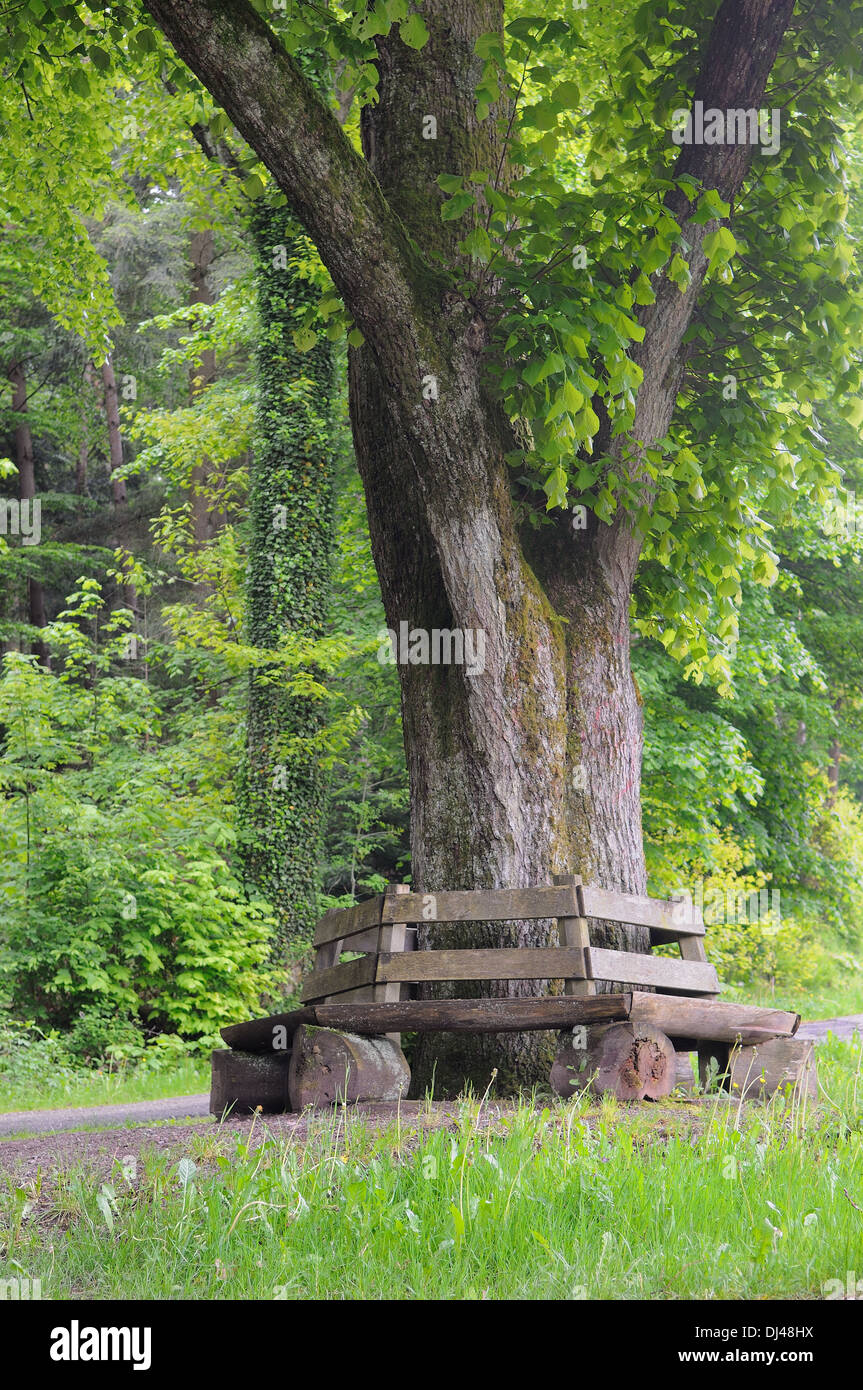 Under the linden trees hi-res stock photography and images - Alamy