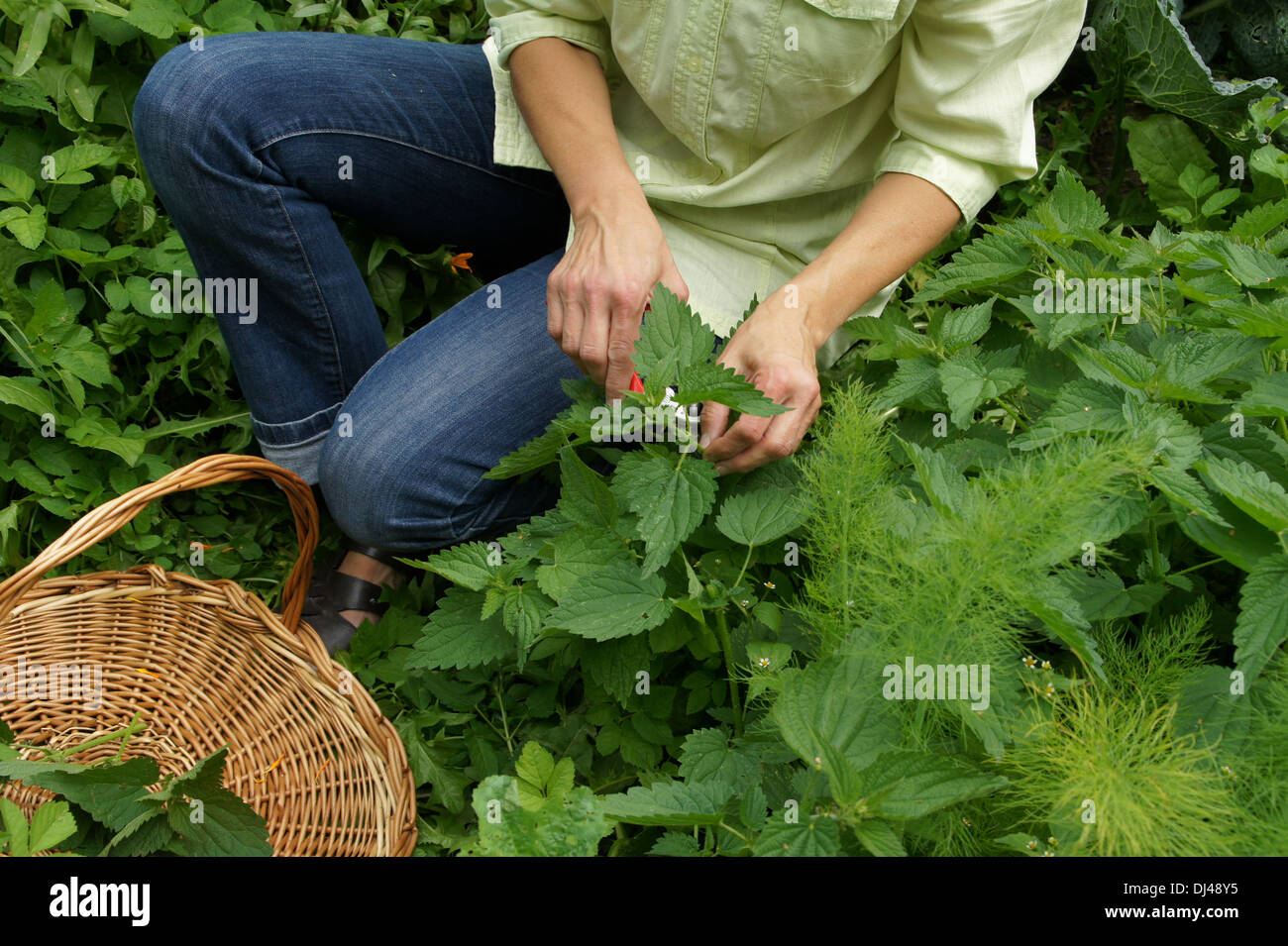 Urtica nettles stinging nettles hi-res stock photography and images - Alamy