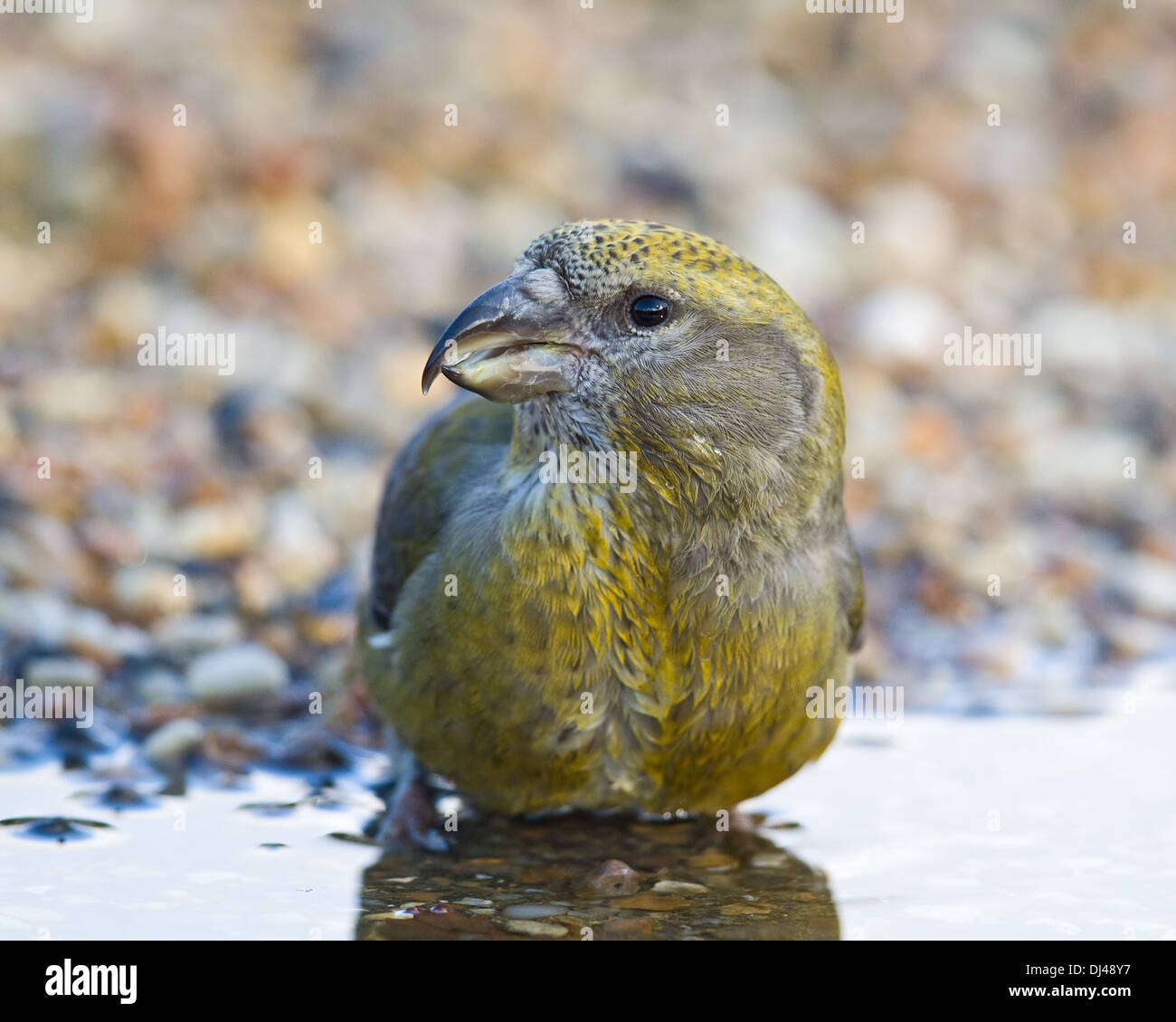 Female crossbill hi-res stock photography and images - Alamy
