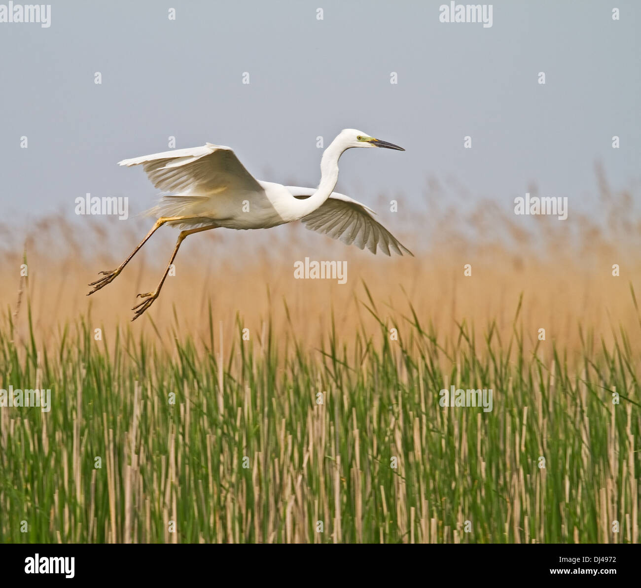 Great White Egret landing Stock Photo - Alamy