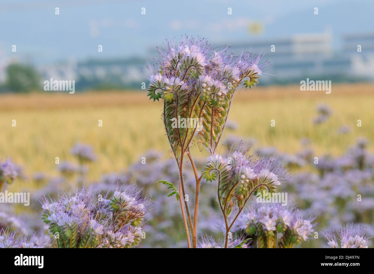 Scorpion weed hi-res stock photography and images - Alamy