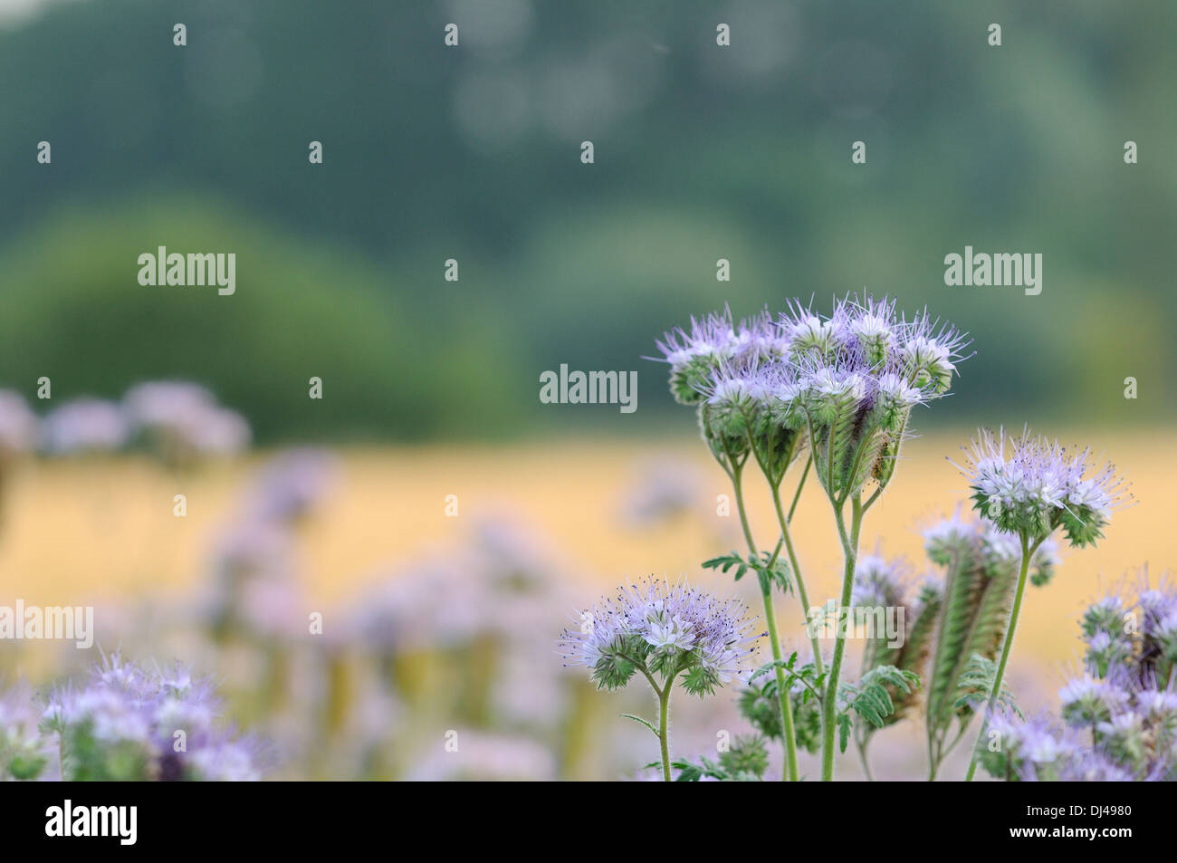 Scorpion weed hi-res stock photography and images - Alamy