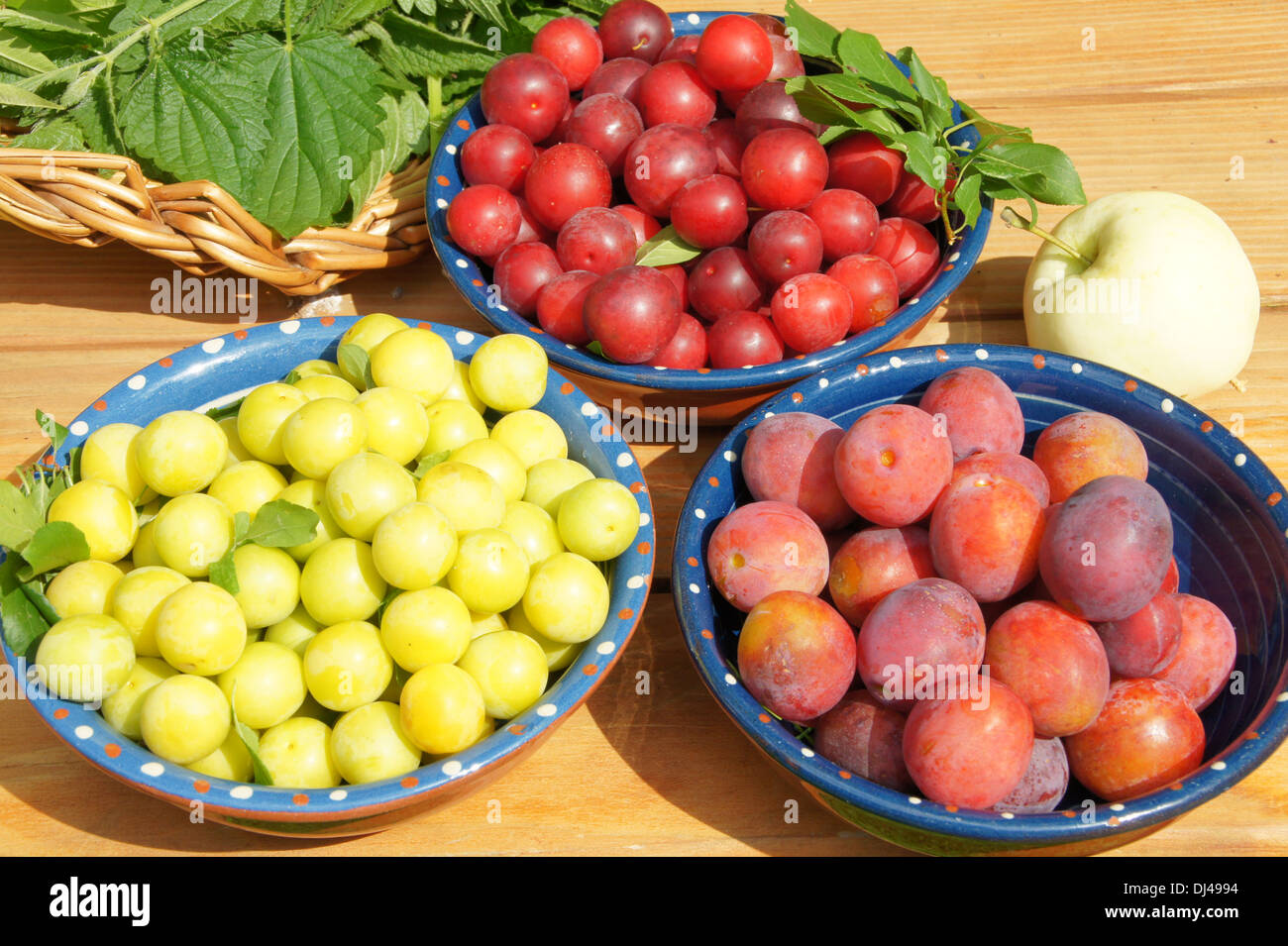 Wild cherry plums hi-res stock photography and images - Alamy