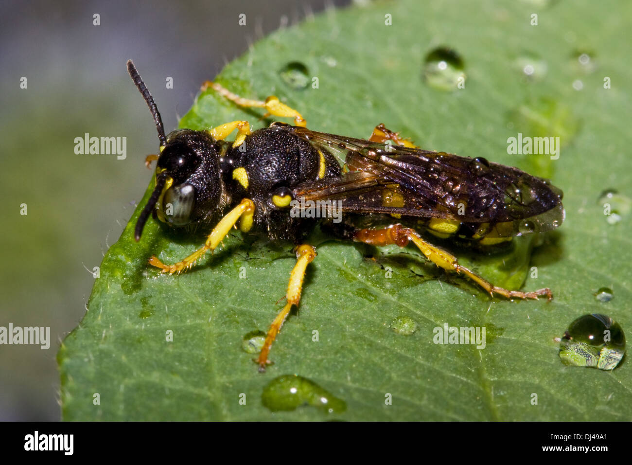 Bee Wolf Wasp High Resolution Stock Photography and Images - Alamy
