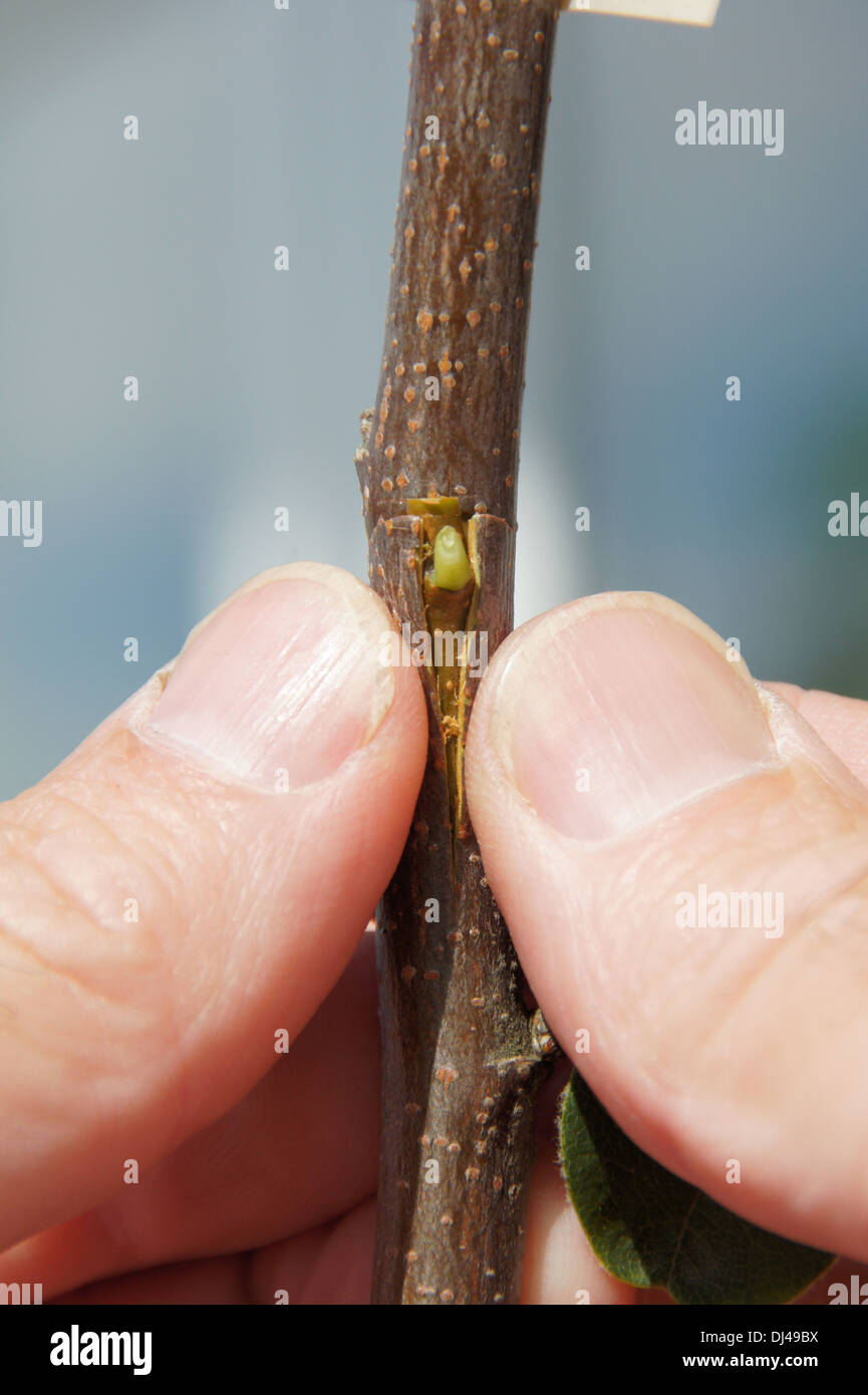 Pear-Bud in Quince-Stem Stock Photo - Alamy