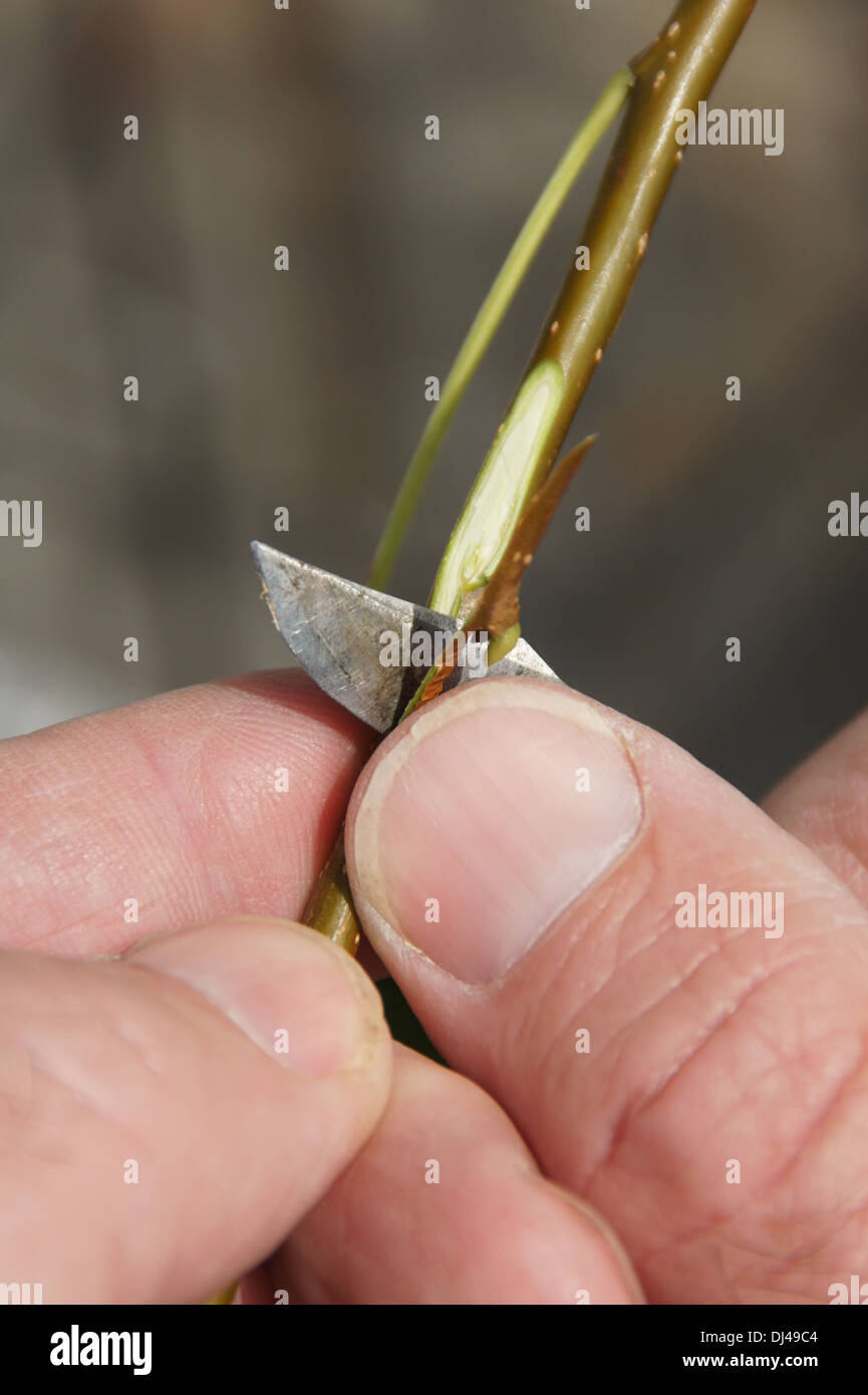 Cutting a Bud from an Pear-Twig Stock Photo - Alamy
