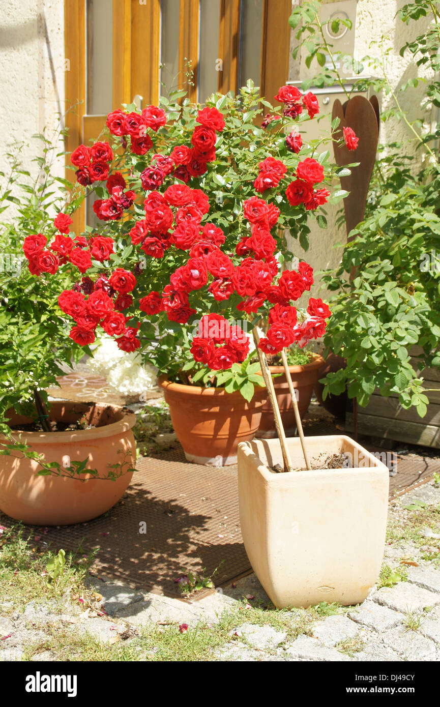 Hybrid tea rose pot hi-res stock photography and images - Alamy