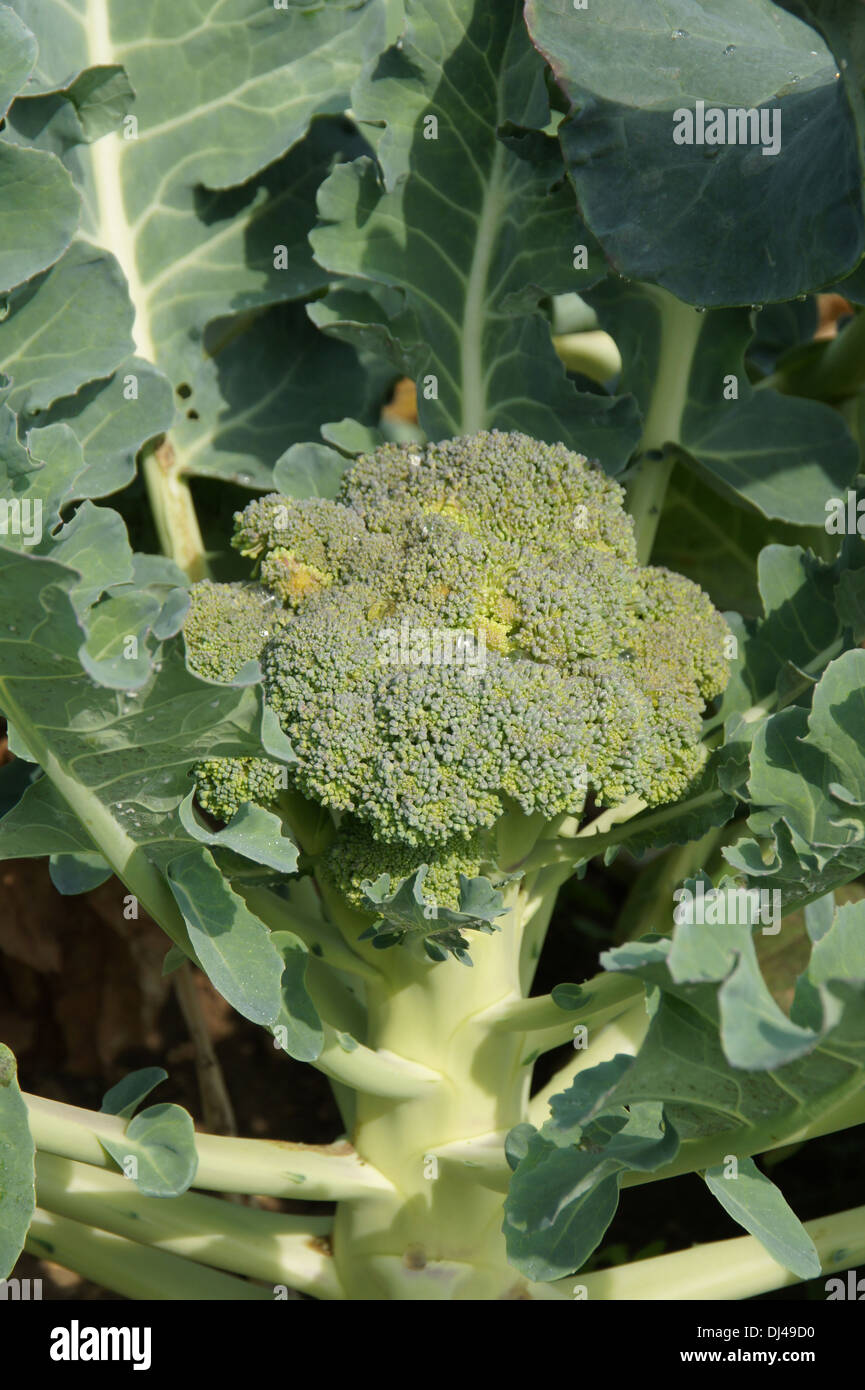 Kohlgemüse hi-res stock photography and images - Alamy