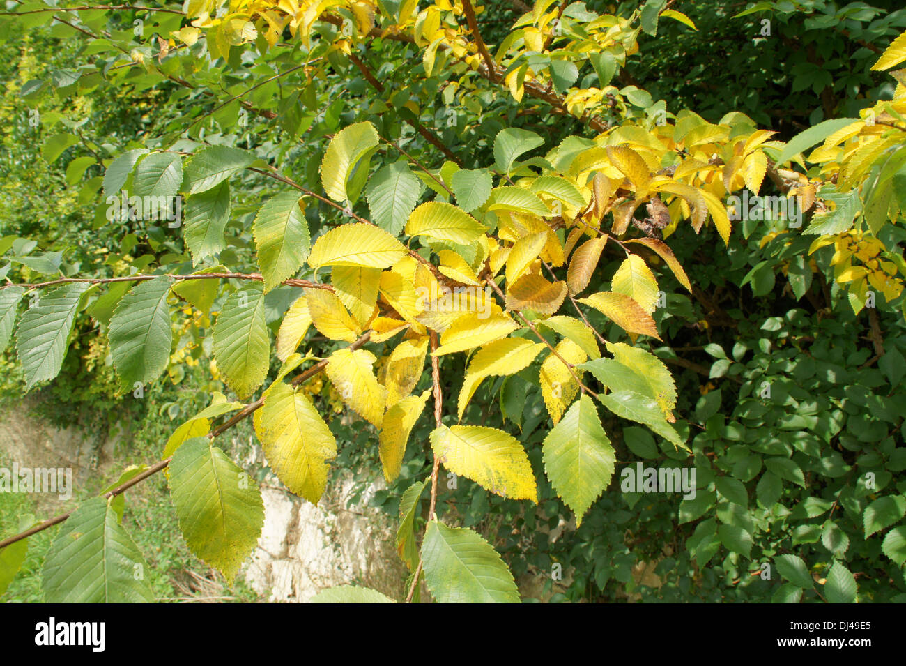 Field elm hi-res stock photography and images - Alamy