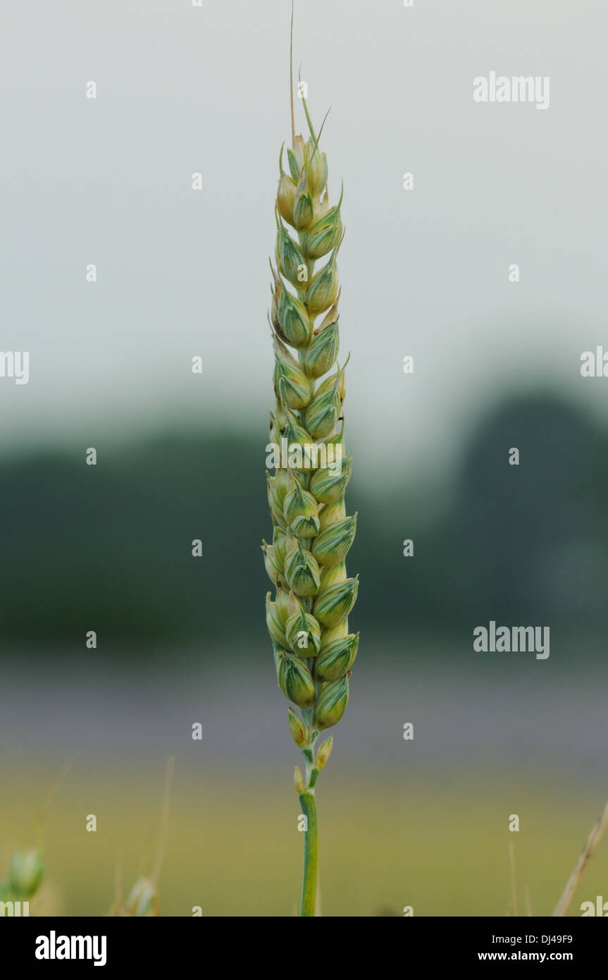 Winter wheat growth hi-res stock photography and images - Alamy