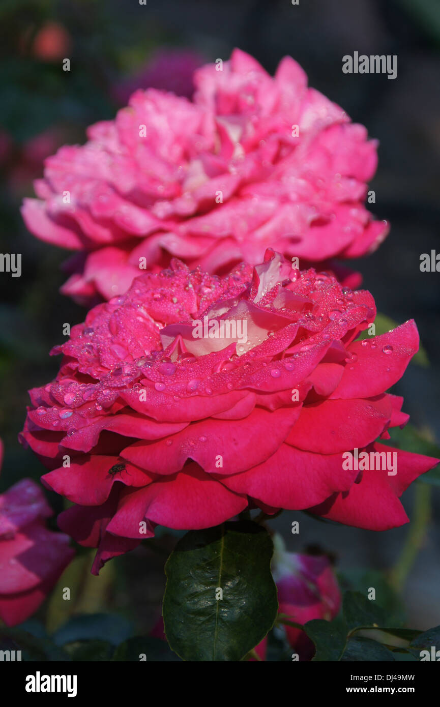 Caramba High Resolution Stock Photography and Images - Alamy