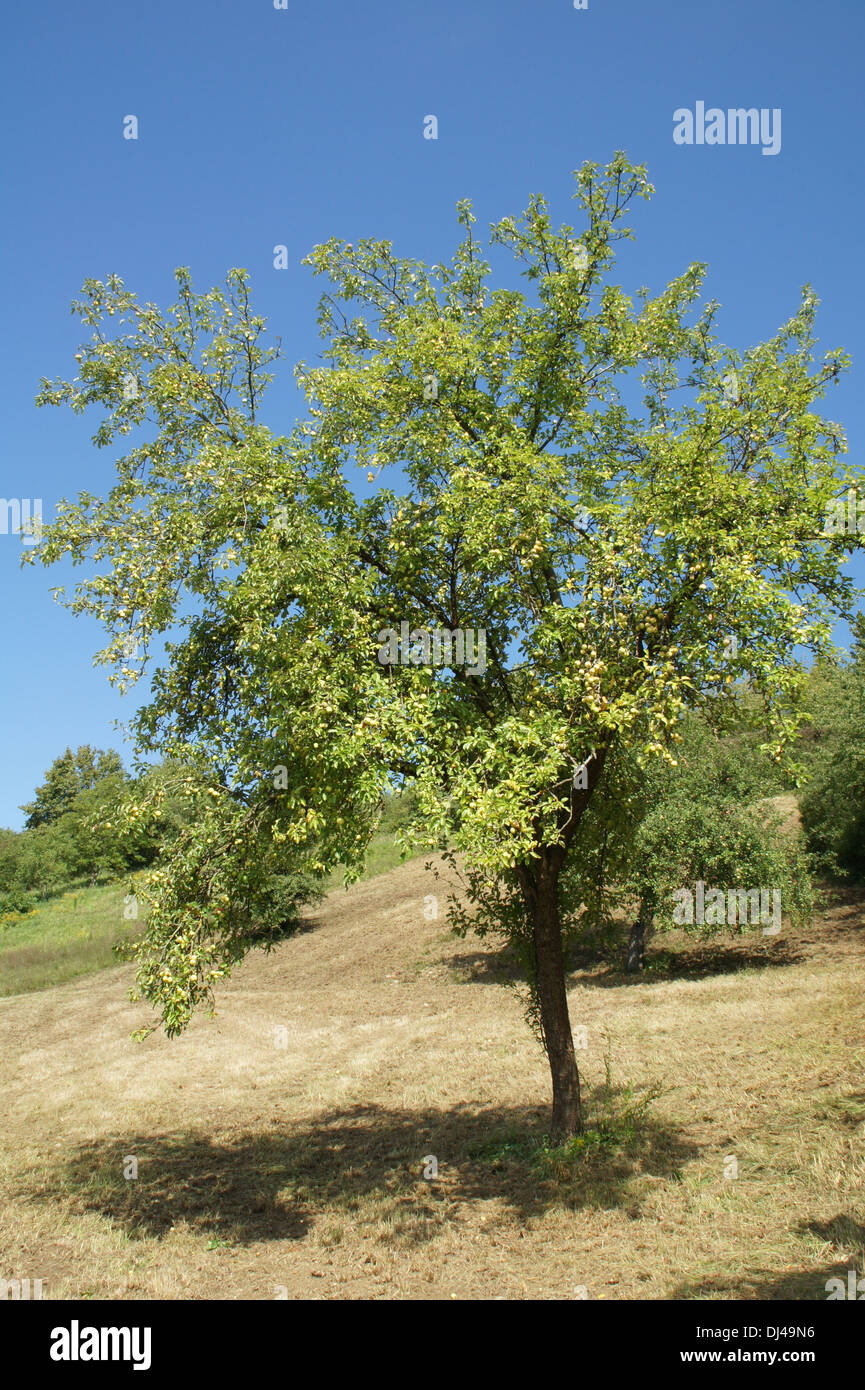 Wild apple trees hi-res stock photography and images - Alamy