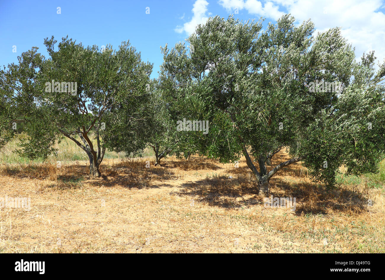 Olive Tree Croatia Light High Resolution Stock Photography and Images ...