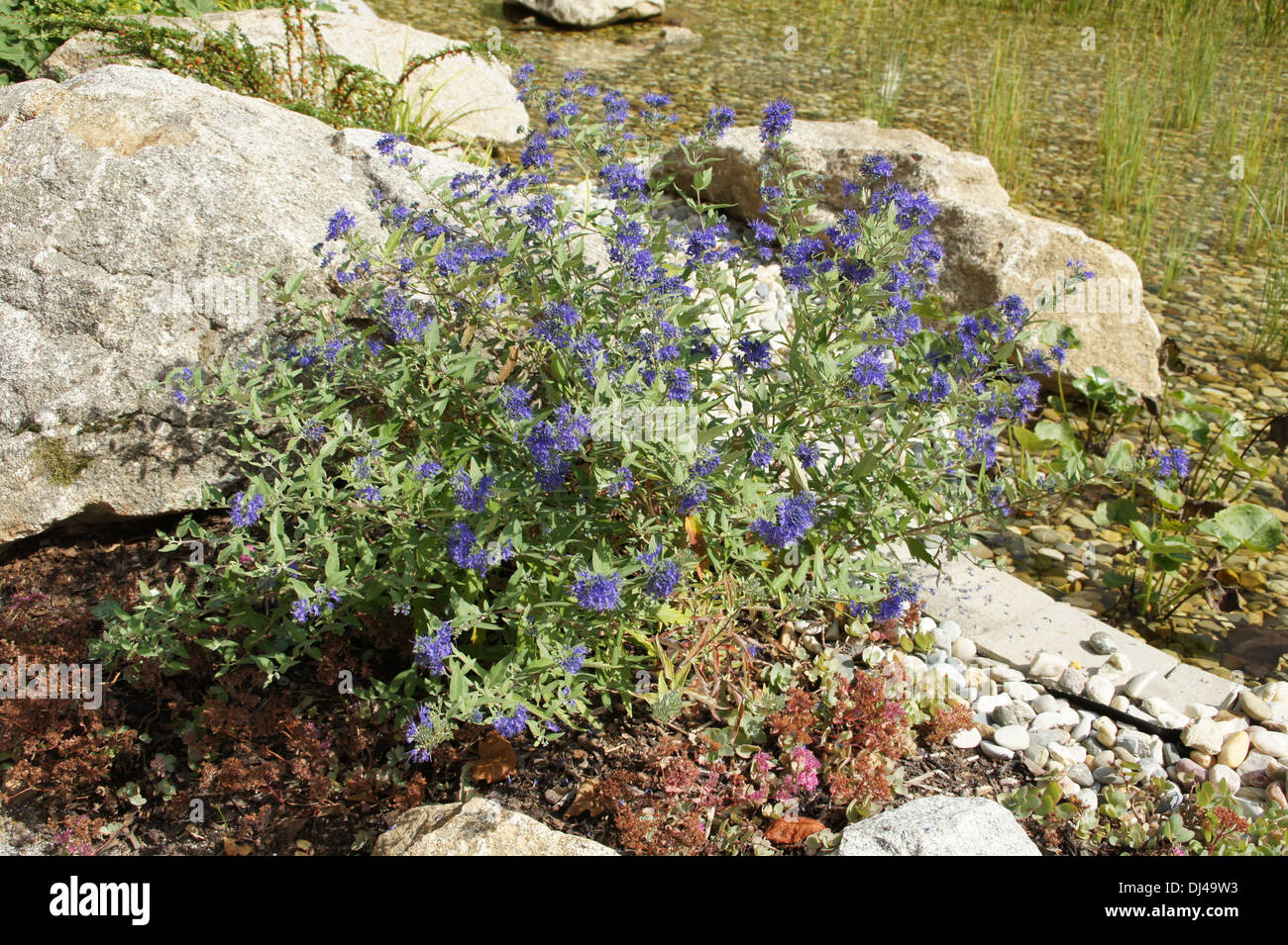 Bluebeard hi-res stock photography and images - Alamy
