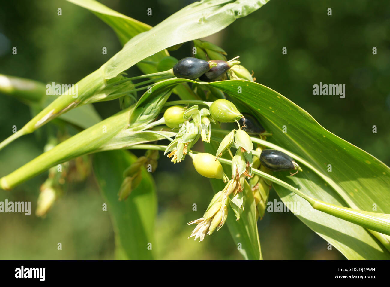 Tear grass hi-res stock photography and images - Alamy