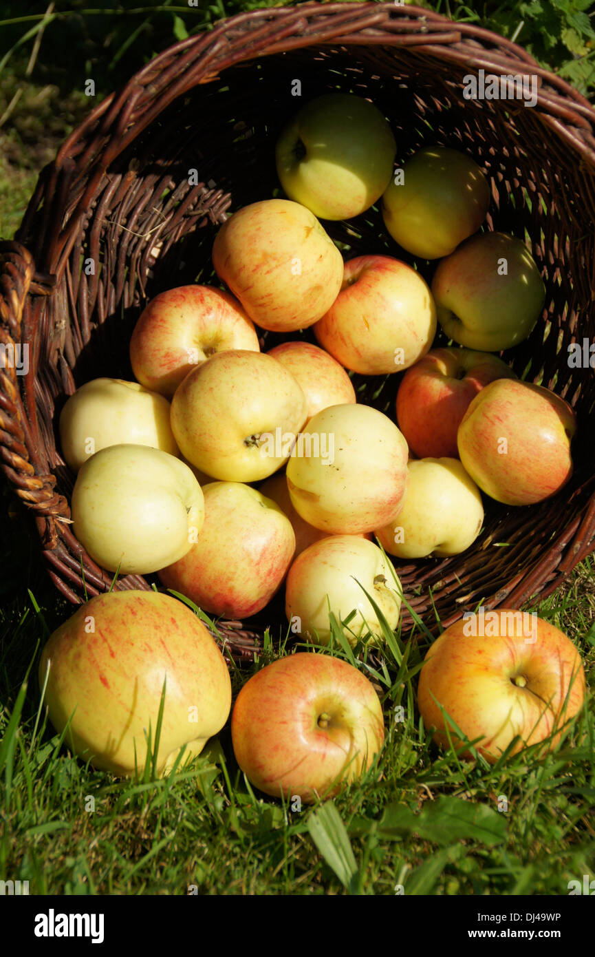 Gravensteiner apple hi-res stock photography and images - Alamy