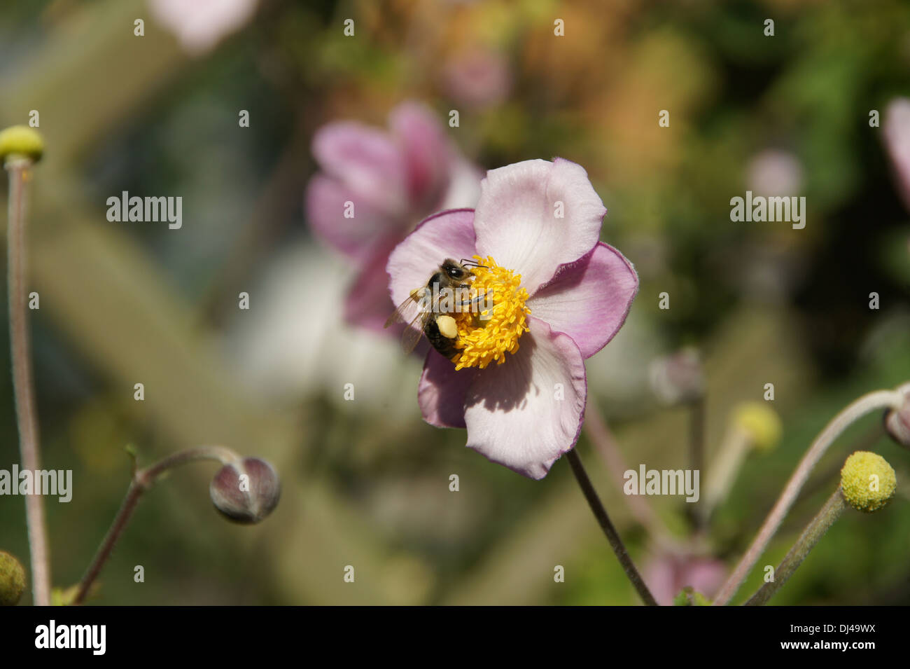 Rosa anemone hi-res stock photography and images - Alamy