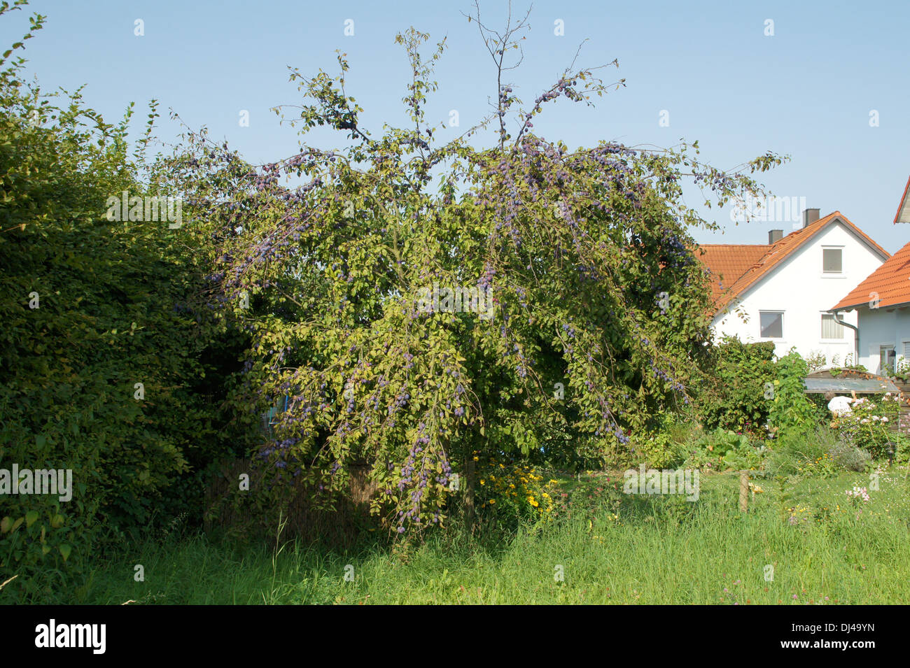 Zwetschge harvest hi-res stock photography and images - Alamy