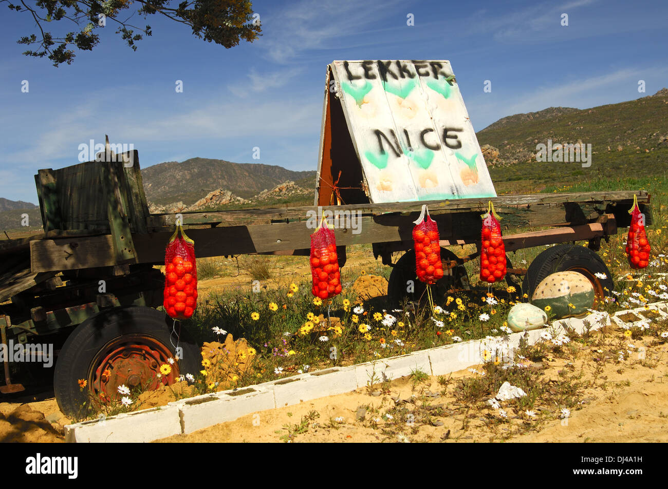 market stall for orange fruits in Citrusdal Stock Photo - Alamy