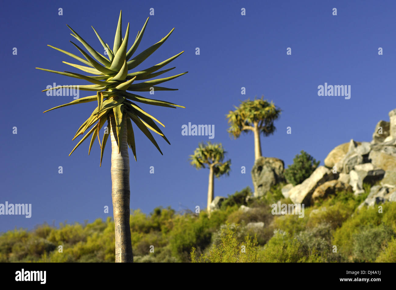 Giant Quiver Tree, Namaqualand, South Africa Stock Photo - Alamy