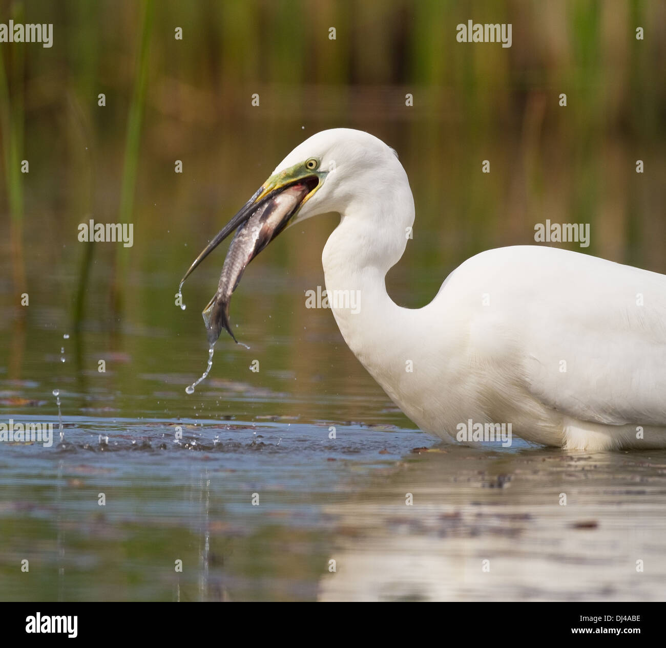 Great White Egret with fish Stock Photo - Alamy
