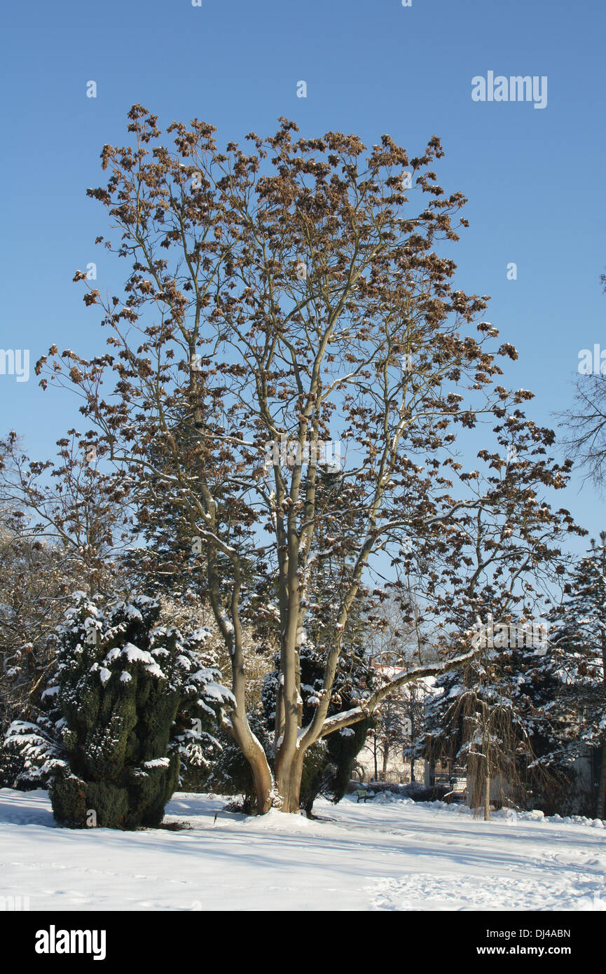 Tree of Heaven in Winter Stock Photo - Alamy