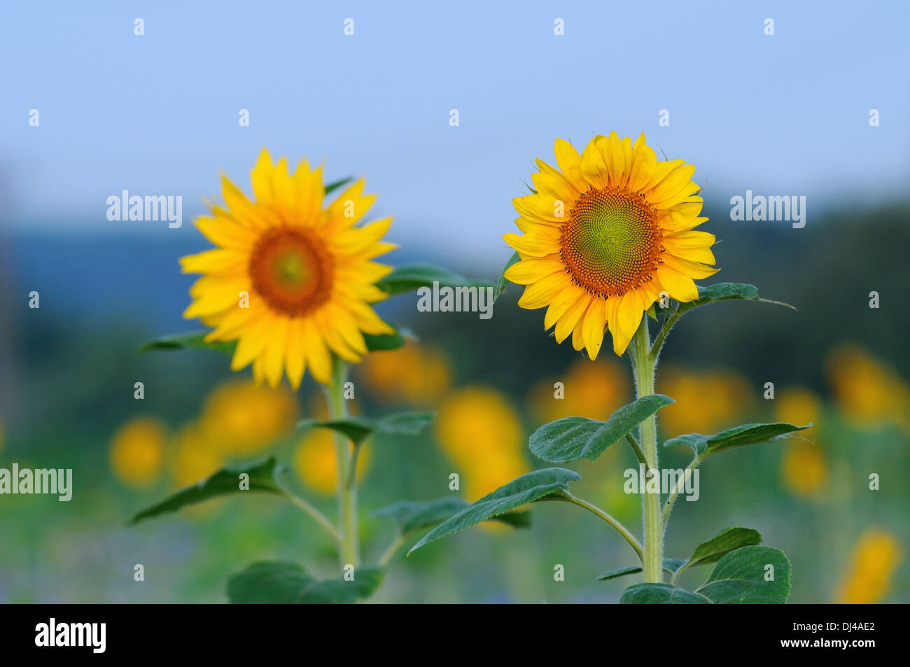 yellow Power Stock Photo - Alamy