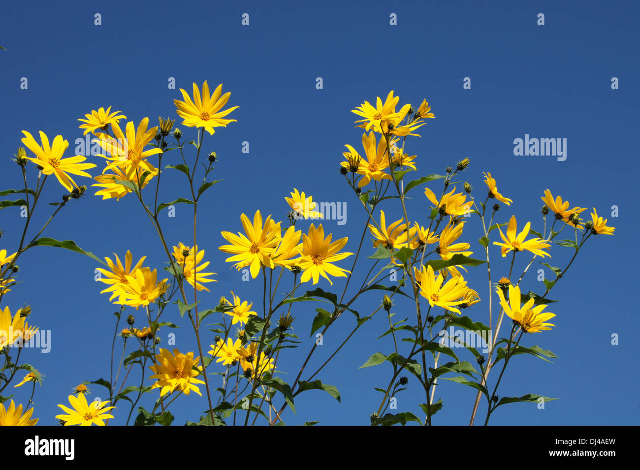 Sunroot hi-res stock photography and images - Alamy