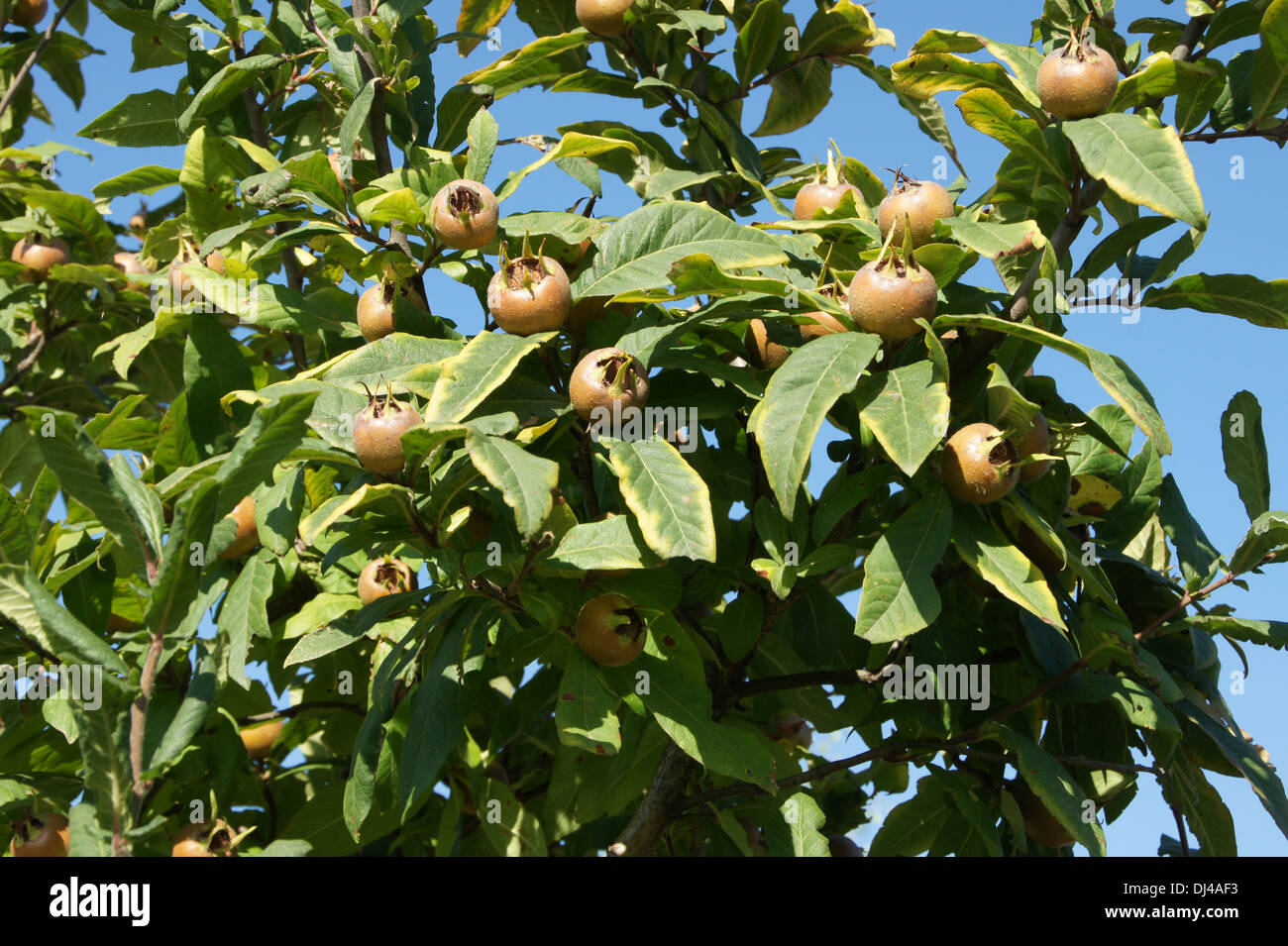 Medlar trees hi-res stock photography and images - Alamy