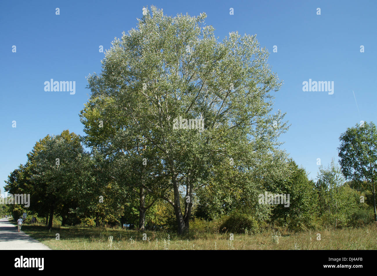 White poplars populus alba hi-res stock photography and images - Alamy